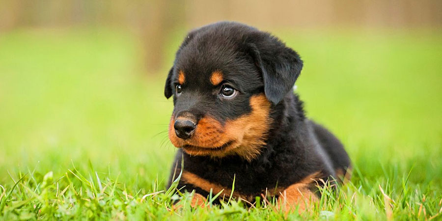 Tudo sobre cães Rottweiler - Agrosete
