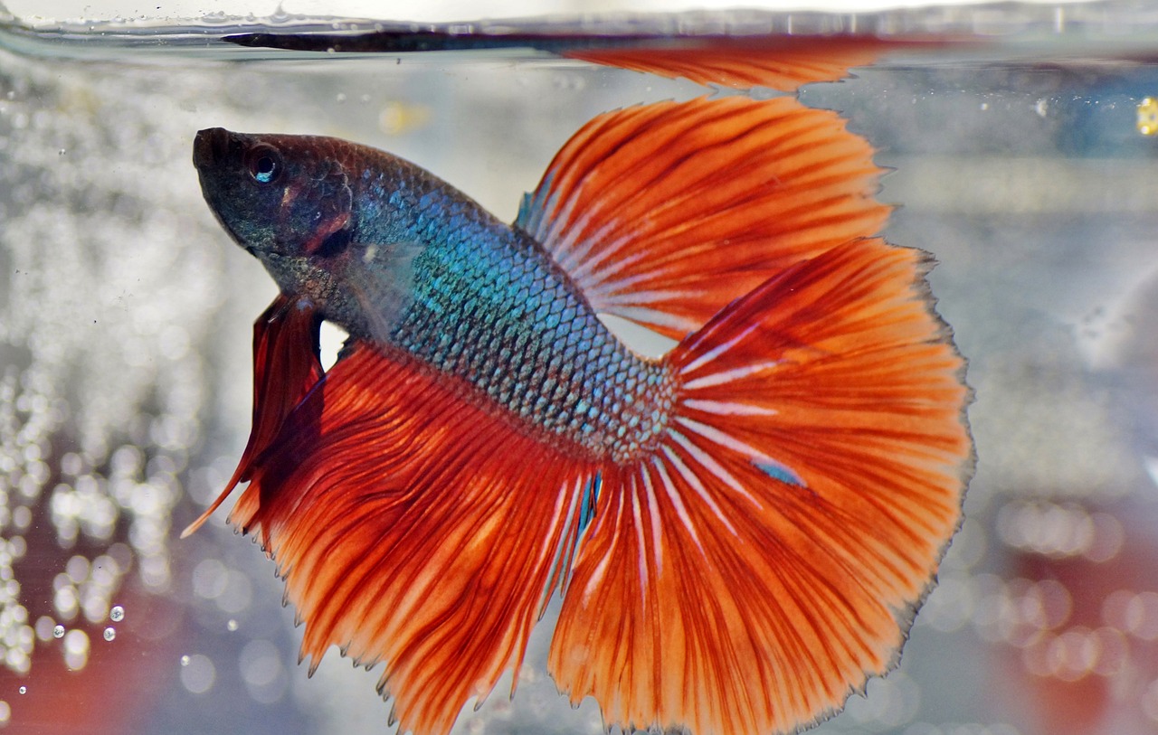 Peixe Betta Cauda Delta Betta Macho Cauda Super Delta Betta Splendens