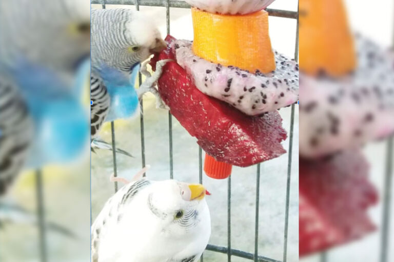 Comida para periquito australiano: como garantir uma alimentação ...