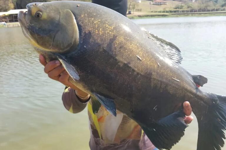 Peixe tambaqui: o que você precisa saber para fisgar os maiores - Agrosete